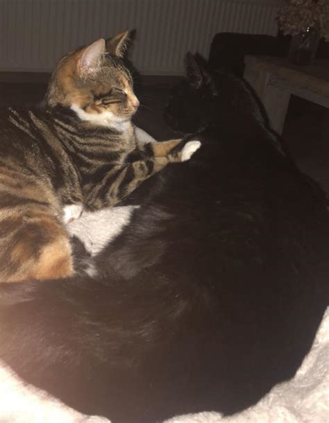 Standard Issue Smoll Cat With Non Standard Issue Catfriend Rstandardissuecat