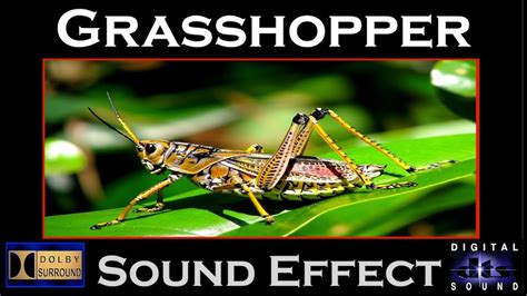 Grasshopper Sound Effect Grasshopper Sfx Hi Res Audio Youtube Grasshopper Sound Effect Grasshopper Sfx Hi Res Audio Youtube