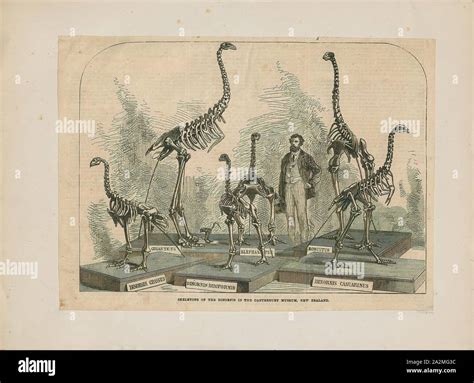 Dinornis Giganteus Print The North Island Giant Moa Dinornis