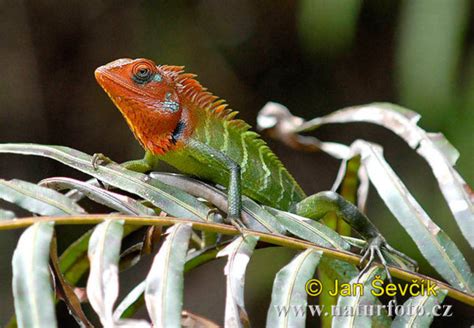 Calotes calotes Bilder, Calotes calotes Fotos | NaturFoto