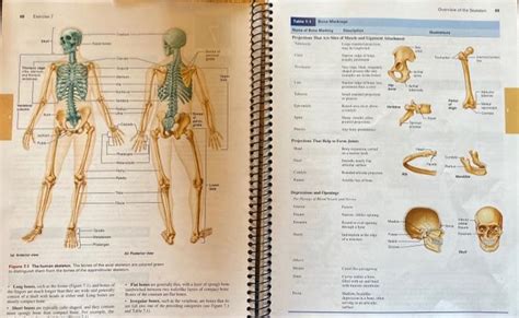 Solved Examining And Classifying Bones Examine The Isolated Solved Examining And Classifying Bones Examine The Isolated