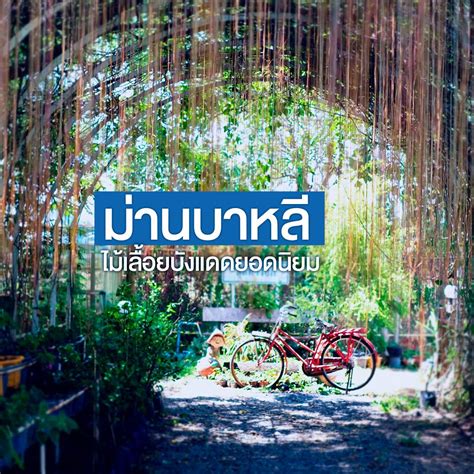 🌿 6 ไม้เลื้อย ช่วยบ้านคลายร้อน ♻️ ☘️🍃🌾🌱 การรับมือกับอากาศร้อนและแดดแรงๆ นอกจากการใช้หลังคาเมท