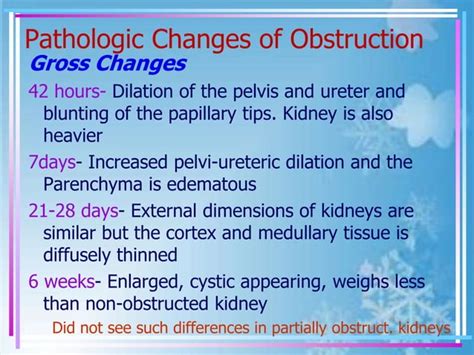 Pathophysioogy Of Urinary Tract Obstruction Bassem Presentation Ppt