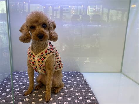 푸들 짜장이 토이랙돌분양 토이브리티쉬숏헤어분양 토이스코티쉬폴드분양 토이러시안블루분양 토이강아지분양 토이고양이분양 토이비숑프리제입양 토이포메라니안입양 토이말티즈입양 토이말티푸