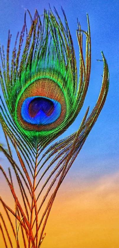Vibrant Peacock Feather Art Free Download