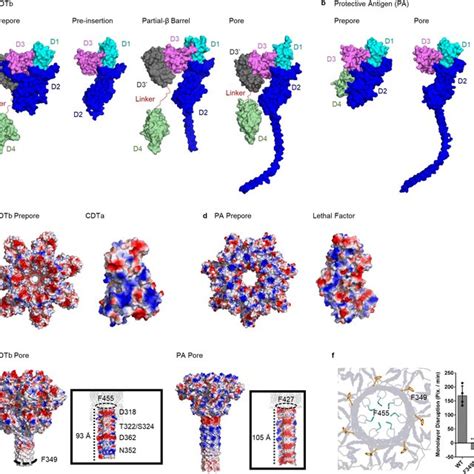 Autopicking And 2d Classification Of Cdtb Particles Cdtb Oligomers Were Download Scientific