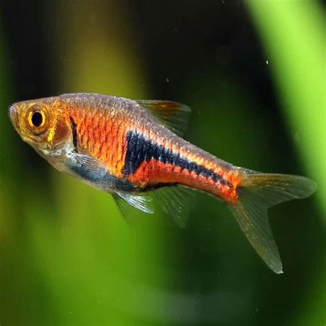 Lambchop Rasbora Peaceful Freshwater Schooling Fish