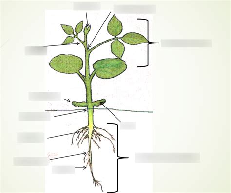 Dicot Seedling Anatomy Diagram Quizlet