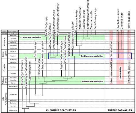 Synoptic Overview Of The Evolutionary Radiation Of The Betterknown