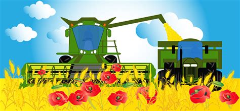 콤바인 수확기가 밀밭에서 작업하고 트랙터에 곡물을 쏟아 붓고 트레일러가 근처로 이동하고 있습니다 곡물을 수확하는 과정 벡터 일러스트 레이 션 곡초류에 대한 스톡 벡터 아트