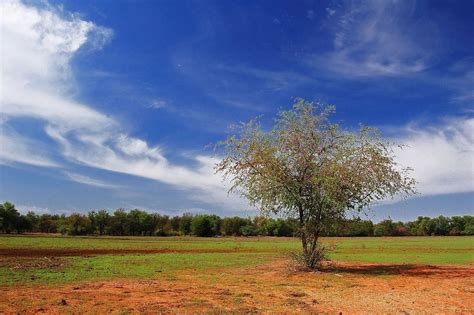 Árbol De Los Árboles Naturaleza Foto Gratis En Pixabay Pixabay