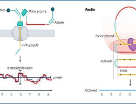 A Brief Overview Of Single Cell RNA Sequencing Technologies And