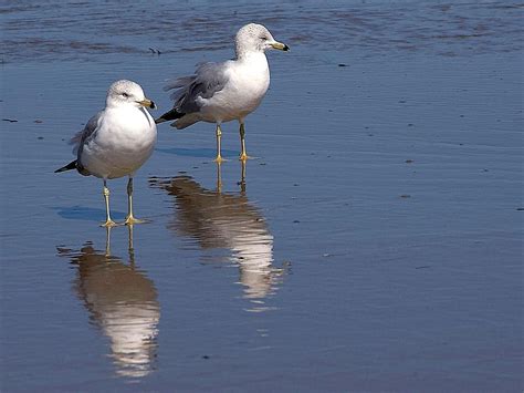 Free Picture Seagull Flying Ocean