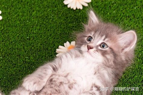 猫咪尿闭别慌几步教你迅速处理 知乎