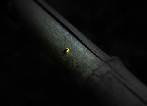 Ganref