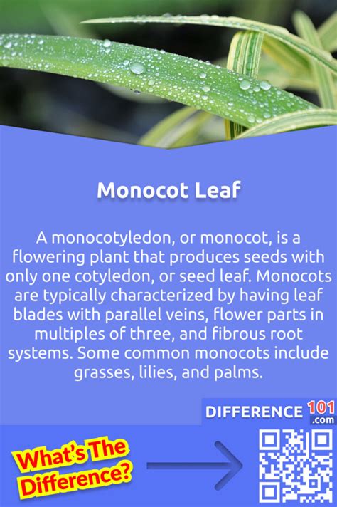 Monocot Leaf Vs Dicot Leaf 7 Key Differences Pros And Cons Similarities Difference 101