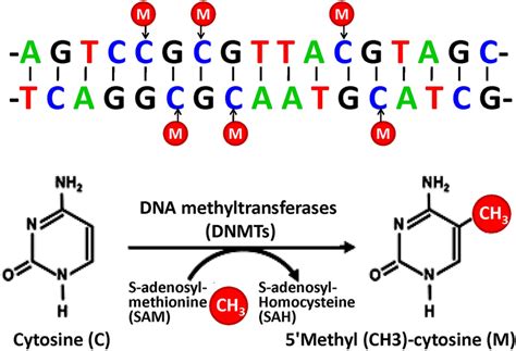 Process Of Dna Methylation