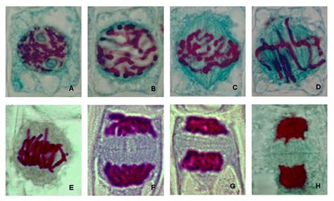 Phases De Mitose Au Microscope Entenda A Mitose Divisão Celular Em