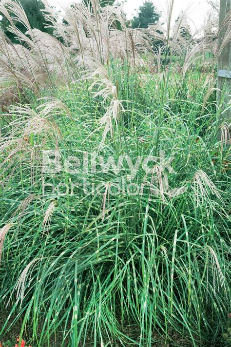Miscanthus Sinensis ‘little Zebra Norview Gardens Ltd