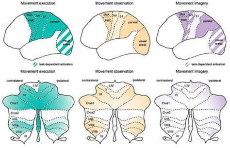 Brain Sciences Special Issue New Insights Into Movement Generation