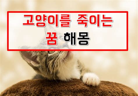 고양이를 죽이는 꿈 해몽 12가지 의미 총정리 Helpful Information