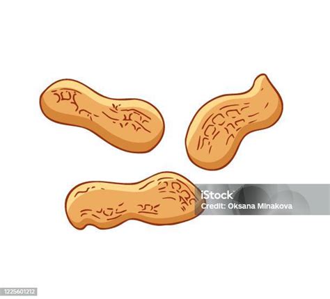 흰색 배경에 격리 된 땅콩 아이콘입니다 플랫 스타일 벡터 그림입니다 개념에 대한 스톡 벡터 아트 및 기타 이미지 개념