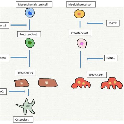 Dexa Scan Result Interpretation Download Scientific Diagram