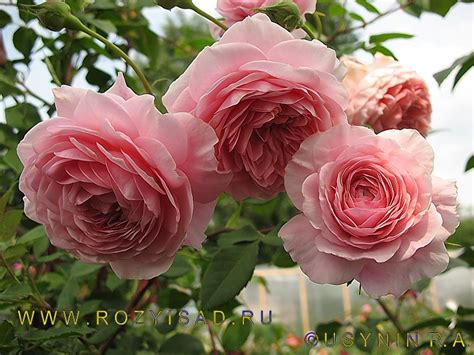 Розы и Сад. Английская кустовая Бразе Кадфаэл, Бразе Кадфаэль, Бразе ...