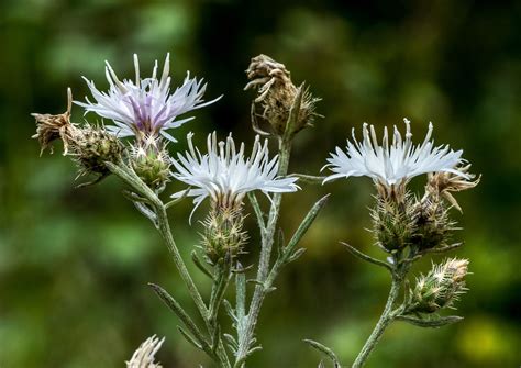 Diffuse Knapweed Ssisc