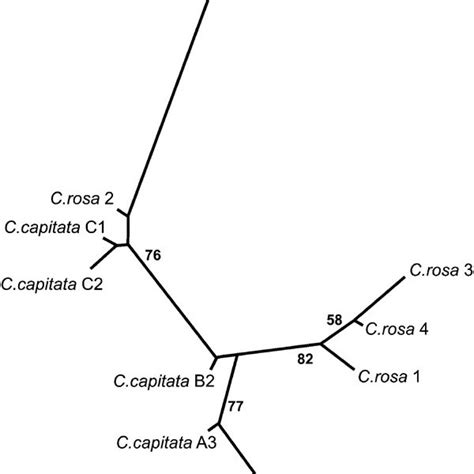 ml tree from nucleotide sequences of the coding region obtained with