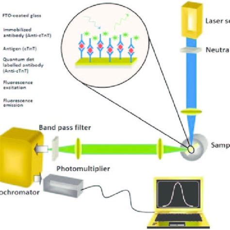 Schematic View Of Detection By Quantum Dot Photoluminescence A Download Scientific Diagram