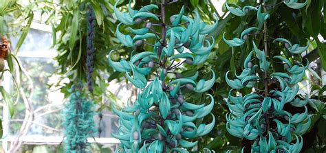 Strongylodon Macrobotrys Plant Nursery Wholesale Plant Nursery In Maharashtra Karnataka