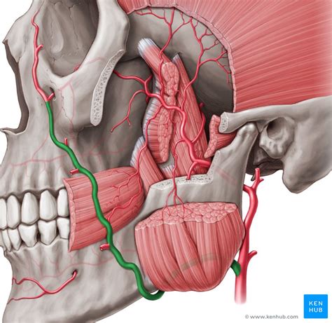 Submandibular Triangle Anatomy And Clinical Notes Kenhub