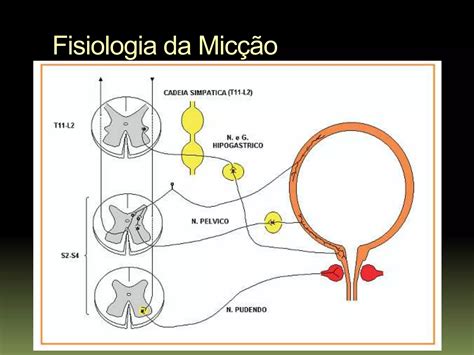 Anatomia E Fisiologia Da Bexiga Pptx