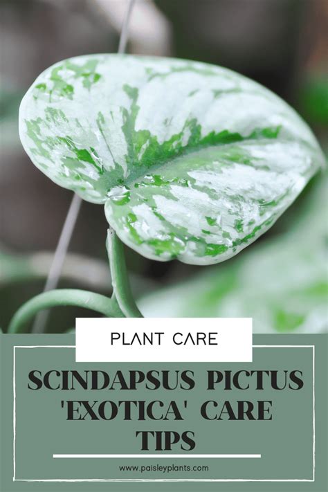 How To Grow And Care For Scindapsus Pictus Exotica Paisley Plants