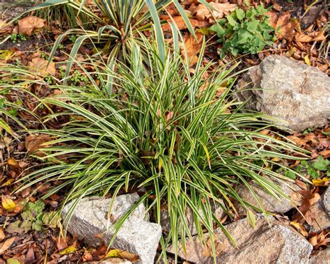 15 Shade Tolerant Ornamental Grasses For Your Garden Complete Gardening