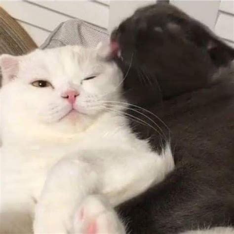 Comrade Elmo Youtube