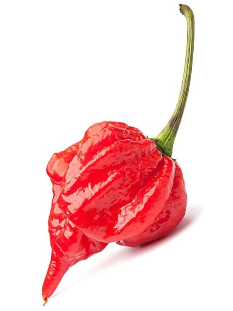 Scorpion Pepper Whats So Special About It Spice And Life