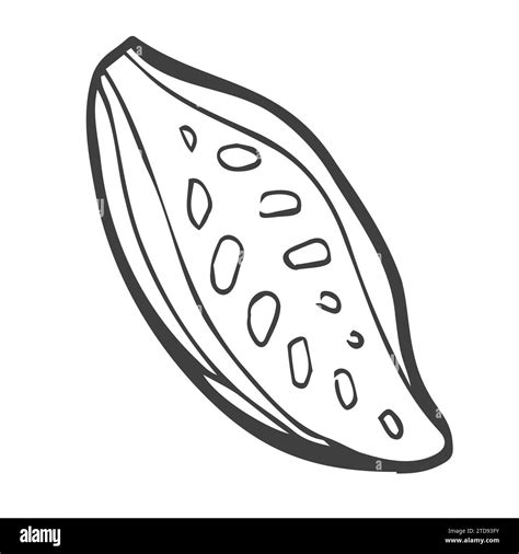 Hand Drawn Cocoa Bean Vector Outline Cocoa Bean In The Old Ink Style Cocoa Icon For Brochures