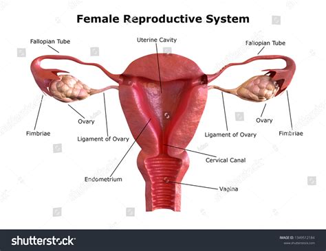 Female Reproductive System Internal View Uterus Stock Illustration