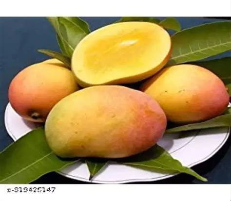 Arunika Mango Greenlandsnursery