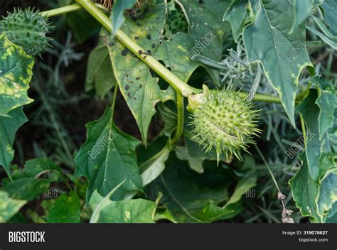 Дурнишник колючий (107 фото) » НА ДАЧЕ ФОТО