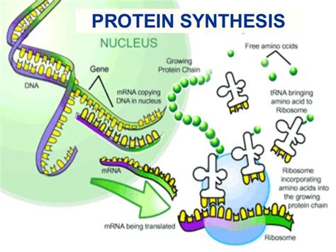 Protein Synthesis Transkripsi Biologi Dna