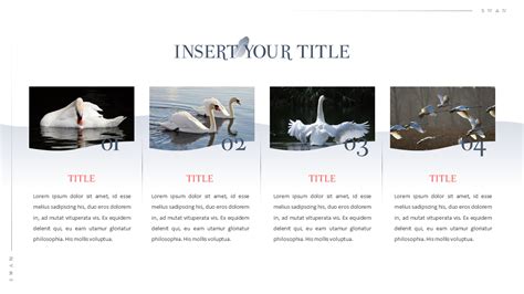 swan powerpoint presentation