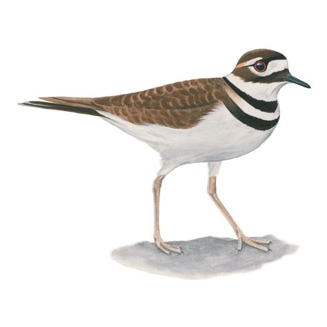 Killdeer Celebrate Urban Birds