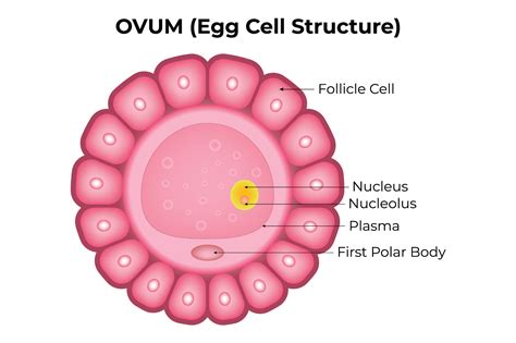 Ovam Egg Cell Structure Science Design Graphic By Hamjaiu · Creative Fabrica