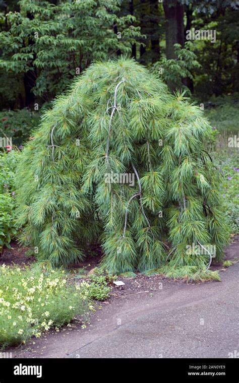 Pinus Pendula Banque De Photographies Et Dimages à Haute Résolution