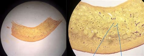 Histology Practical Diagram Quizlet