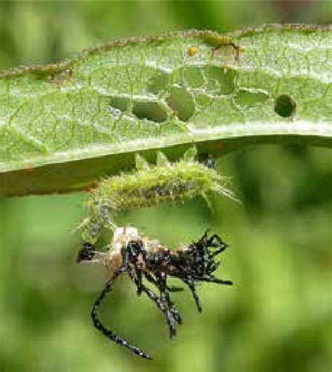 Figur 3 Larv Av Svartbent Sköldbagge Cassida Murraea Med Den Gamla Download Scientific