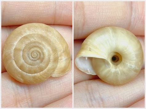 Cathaica Polystigma 3488155